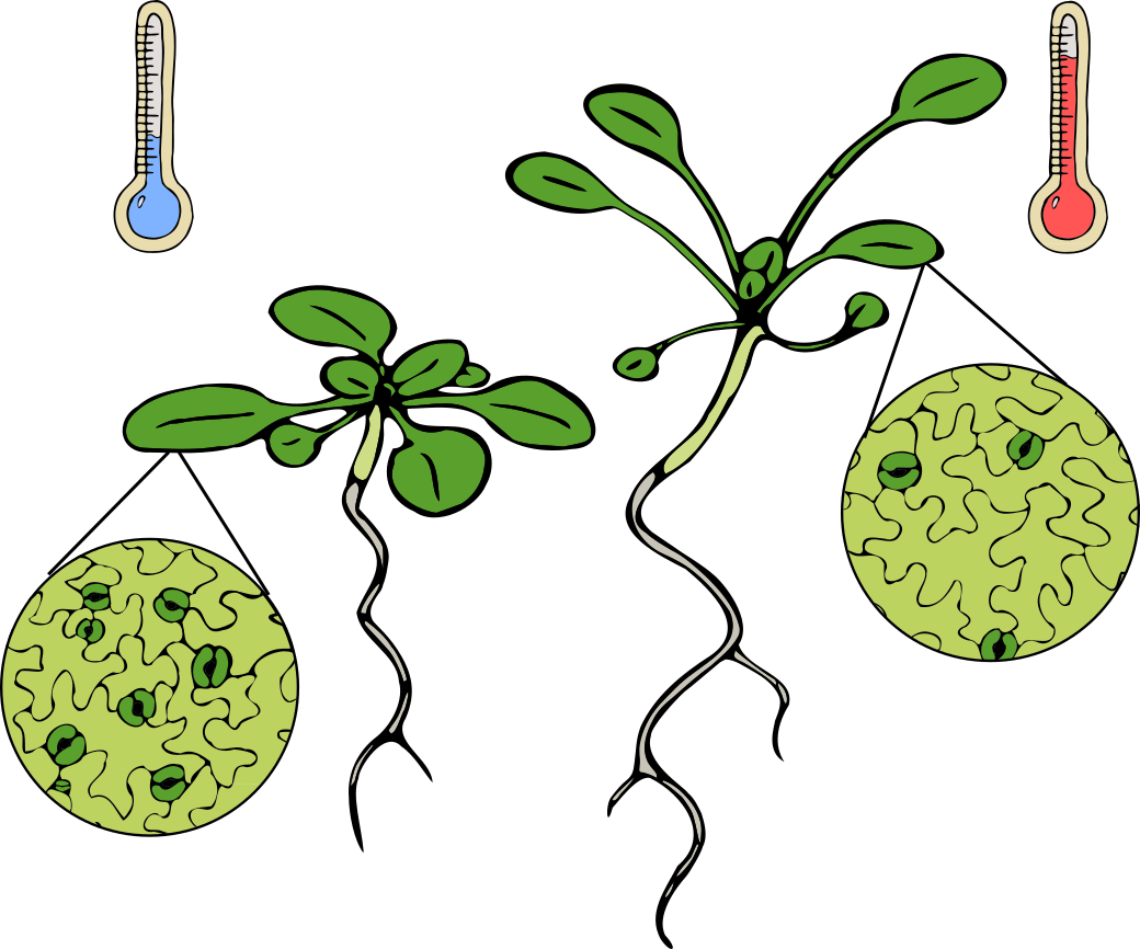 Research – Balcerowicz Lab