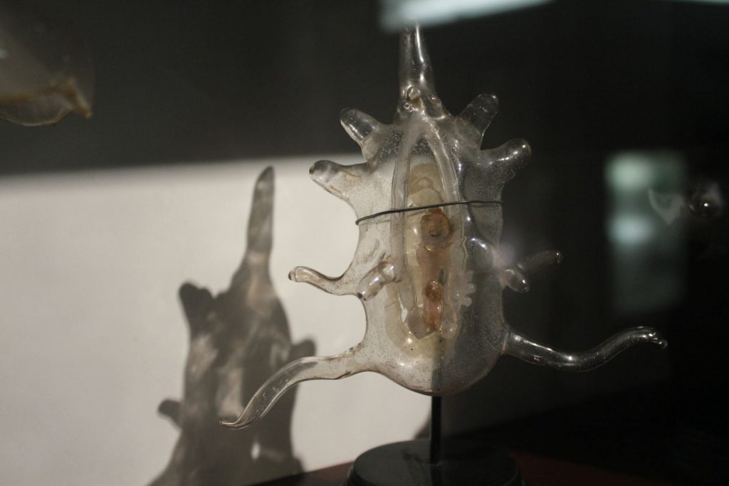 Video: Blaschka glass models in the D’Arcy Thompson Zoology Museum ...
