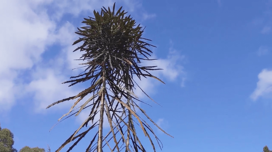 A Snapshot of the Plants from New Zealand in the Botanic Gardens (Video ...