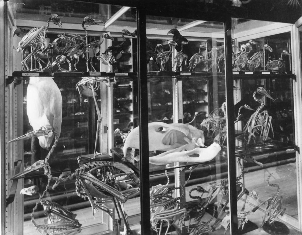 D’Arcy Thompson Zoology Museum: #WelcomeWeek – University culture