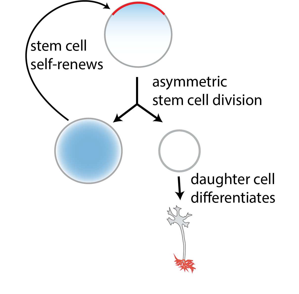 Jens Januschke lab | asymmetric cell division, polarity & cell fate